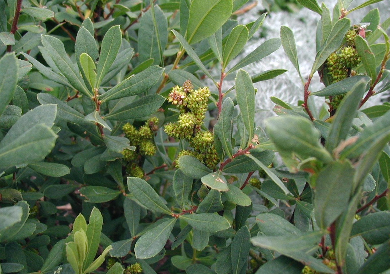Sten-Porse-WikimedieCommons-Myrica_gale_hunlig | Geoviden