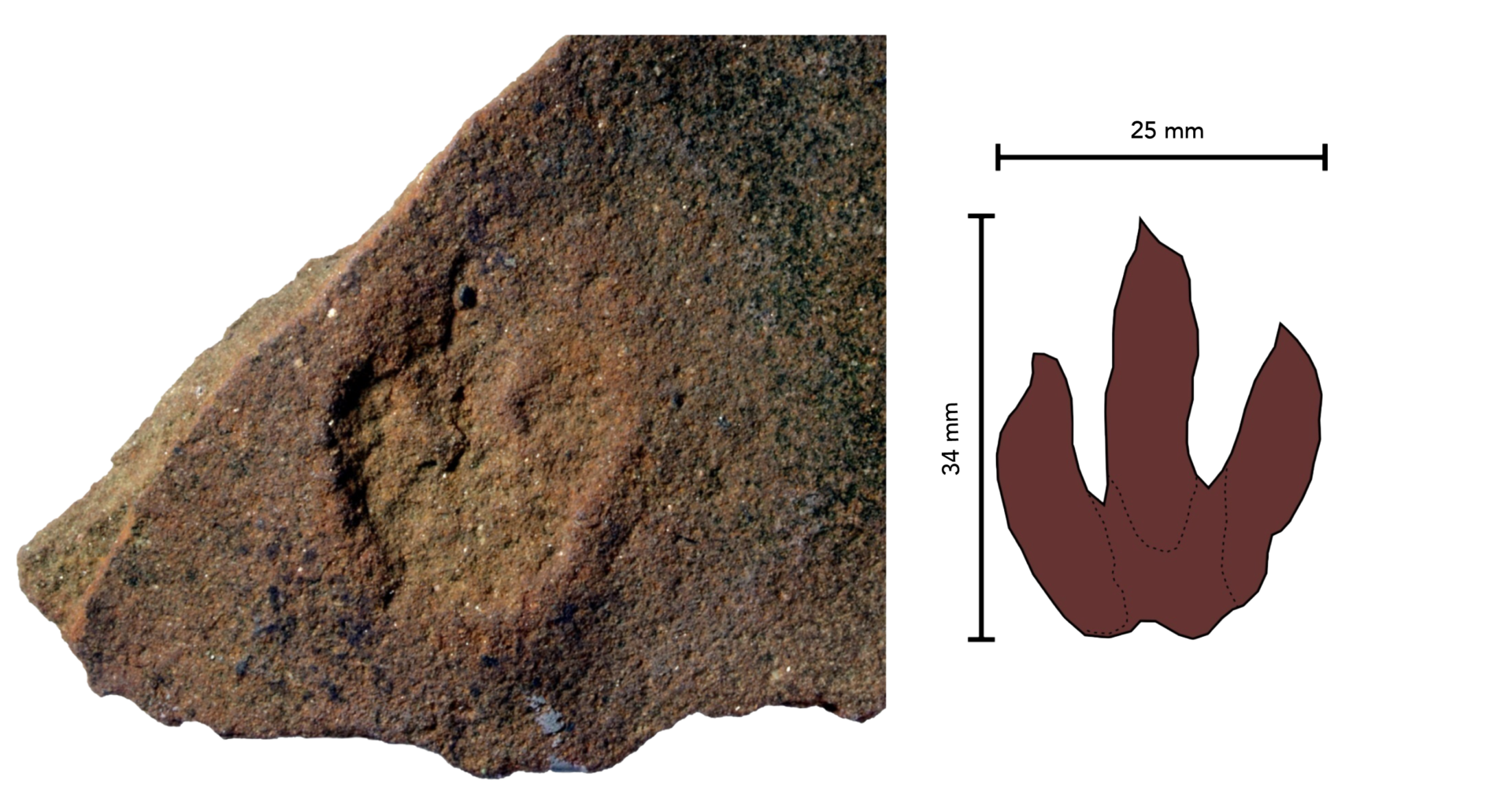 De 11 danske dinofund: Tænder, fodspor og måske en forstenet lort ...