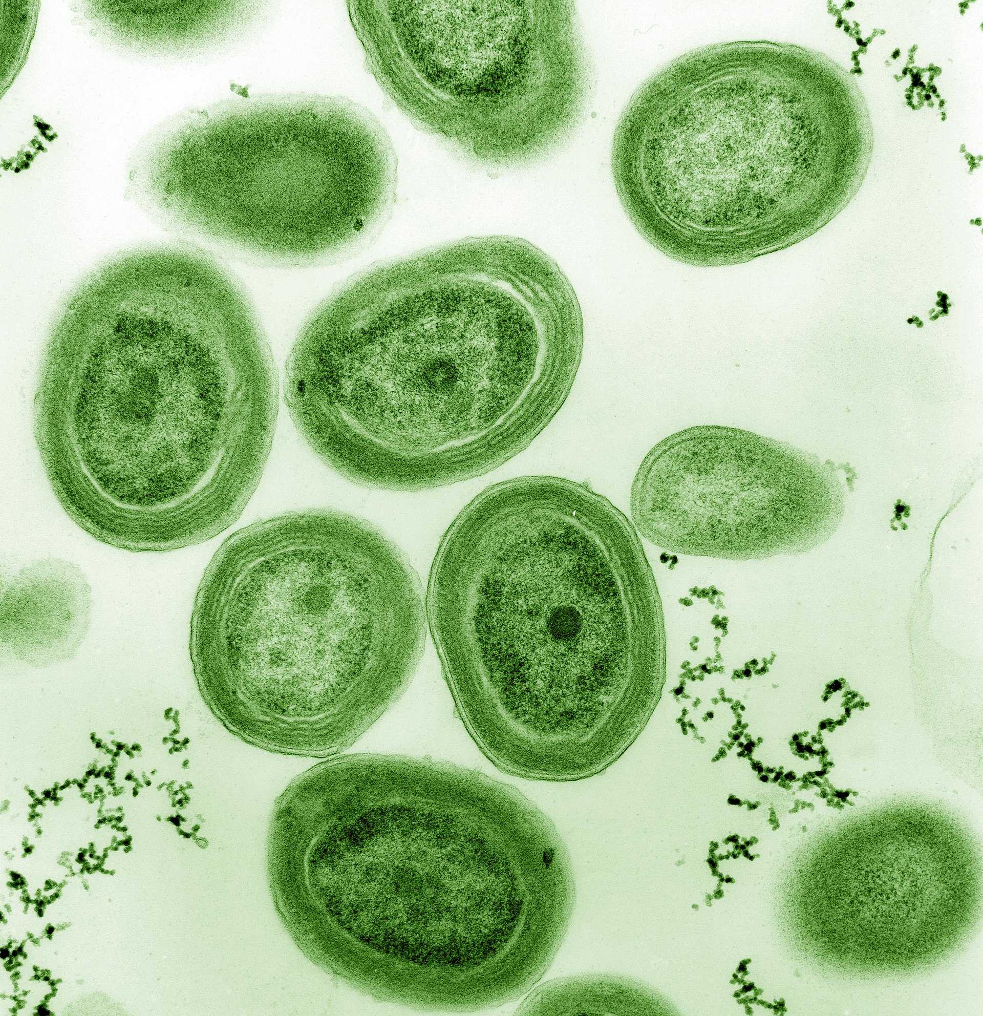 Prochlorococcus_marinus | Geoviden