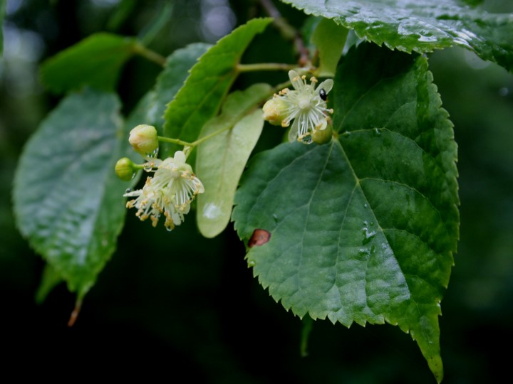 Småbladet lind | Geoviden